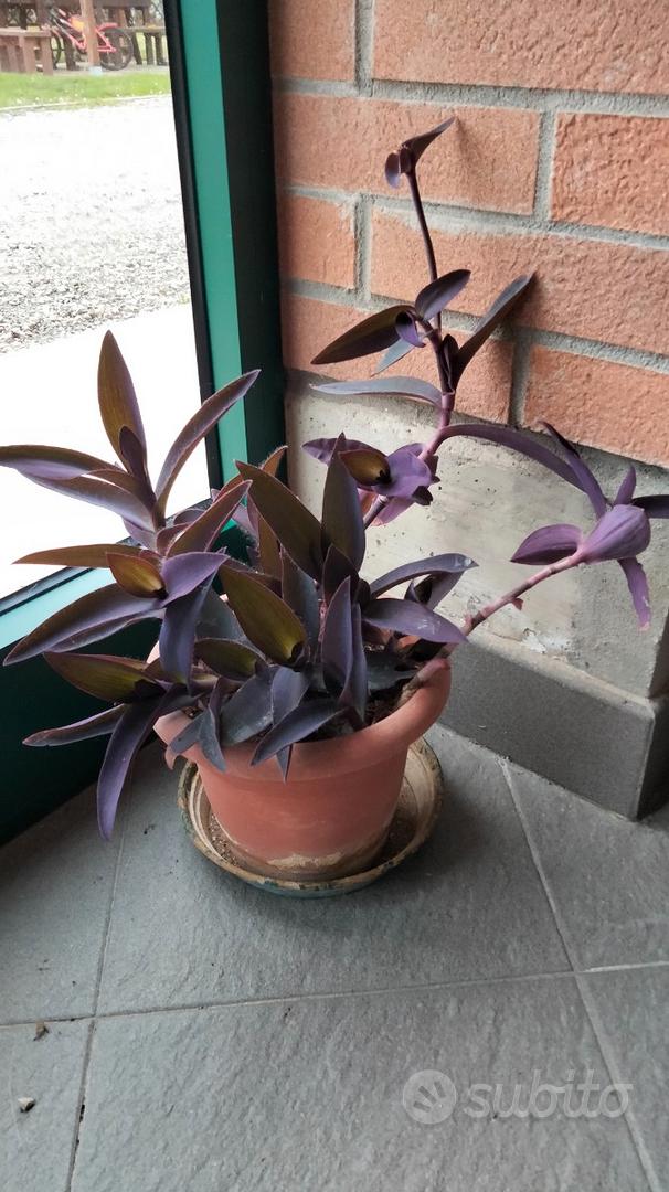Pianta foglie viola - bell'esemplare SETCREASEA - Giardino e Fai da te ...