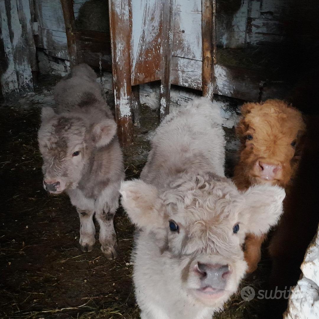 Vitelli mucche bovini higlander - Animali In vendita a Verbano-Cusio-Ossola
