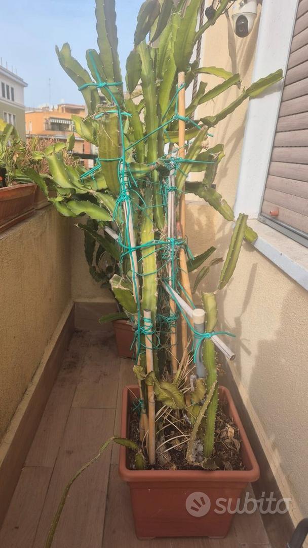 PIANTA FRUTTO DEL DRAGO MATURE – Pitaya Undatus - Collezionismo In ...