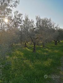 Terreno a Sant'Arcangelo vicino Piano San Vito - Terreni e rustici In ...