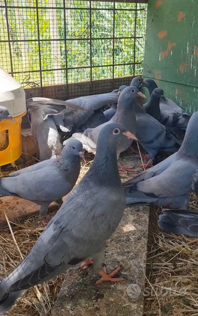 Piccioni giovani Rosati e Cenerini Tenebrosi - Animali In vendita a Livorno