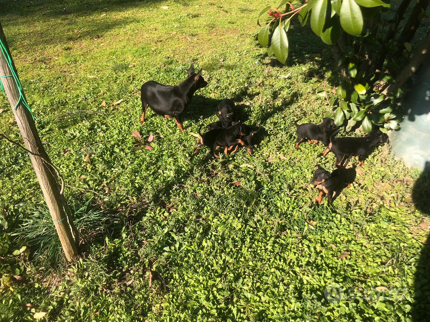 Pincher toy - Animali In vendita a Frosinone