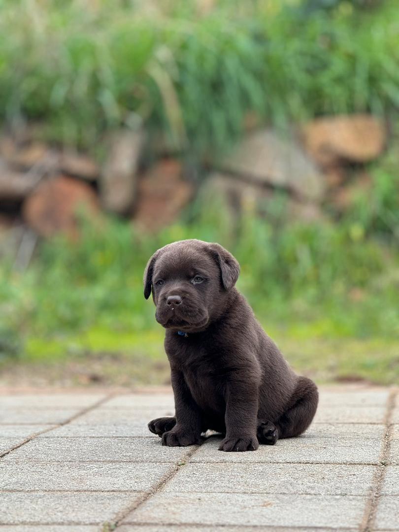 Labrador chocolate - Animali In vendita a Napoli