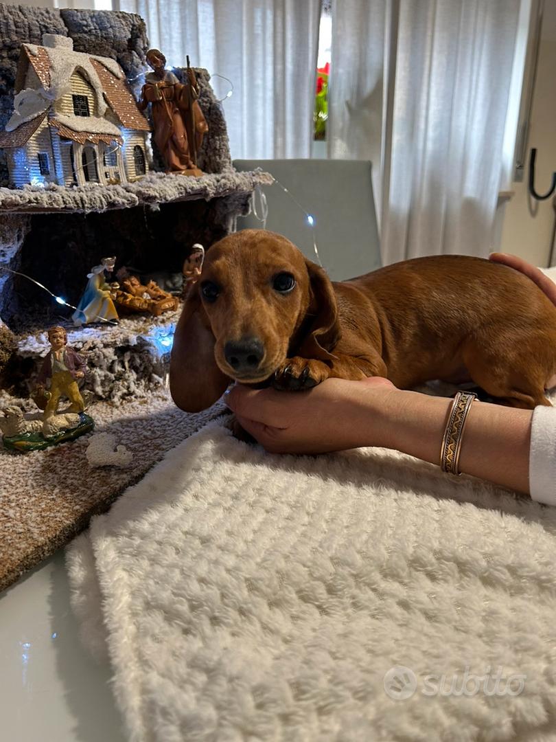 Bassotto nano - Animali In vendita a Monza e della Brianza