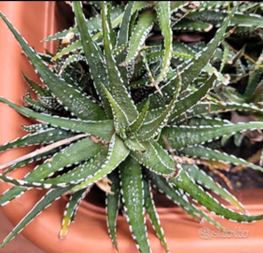 Pianta di Aloe Haworthia fasciata zebra - Giardino e Fai da te In ...
