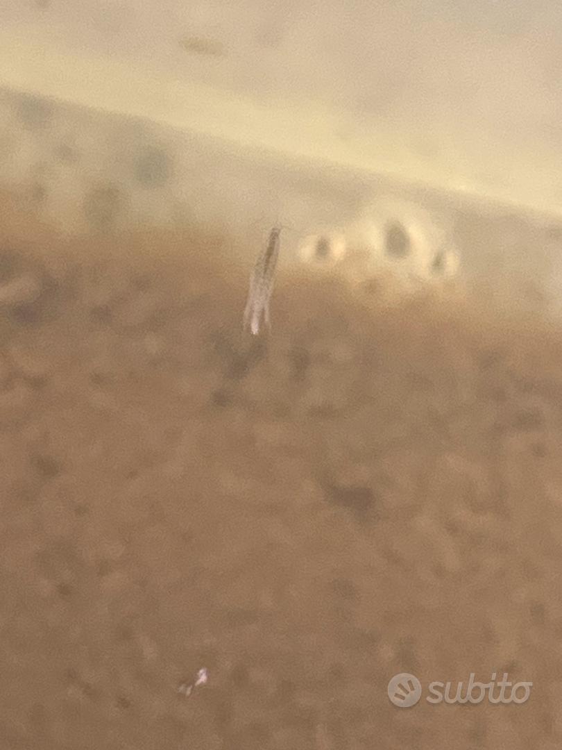 Hyalella Azteca cibo vivo per pesci acquario - Accessori per animali In ...