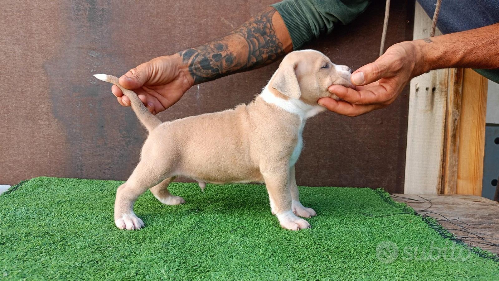 American Pitbull terrier UKC - Animali In vendita a Trapani