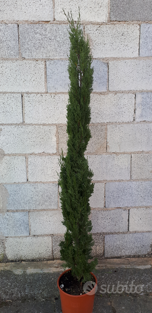 Cipresso Nero Cupressus Sempervirens Piramidalis - Giardino e Fai da te ...