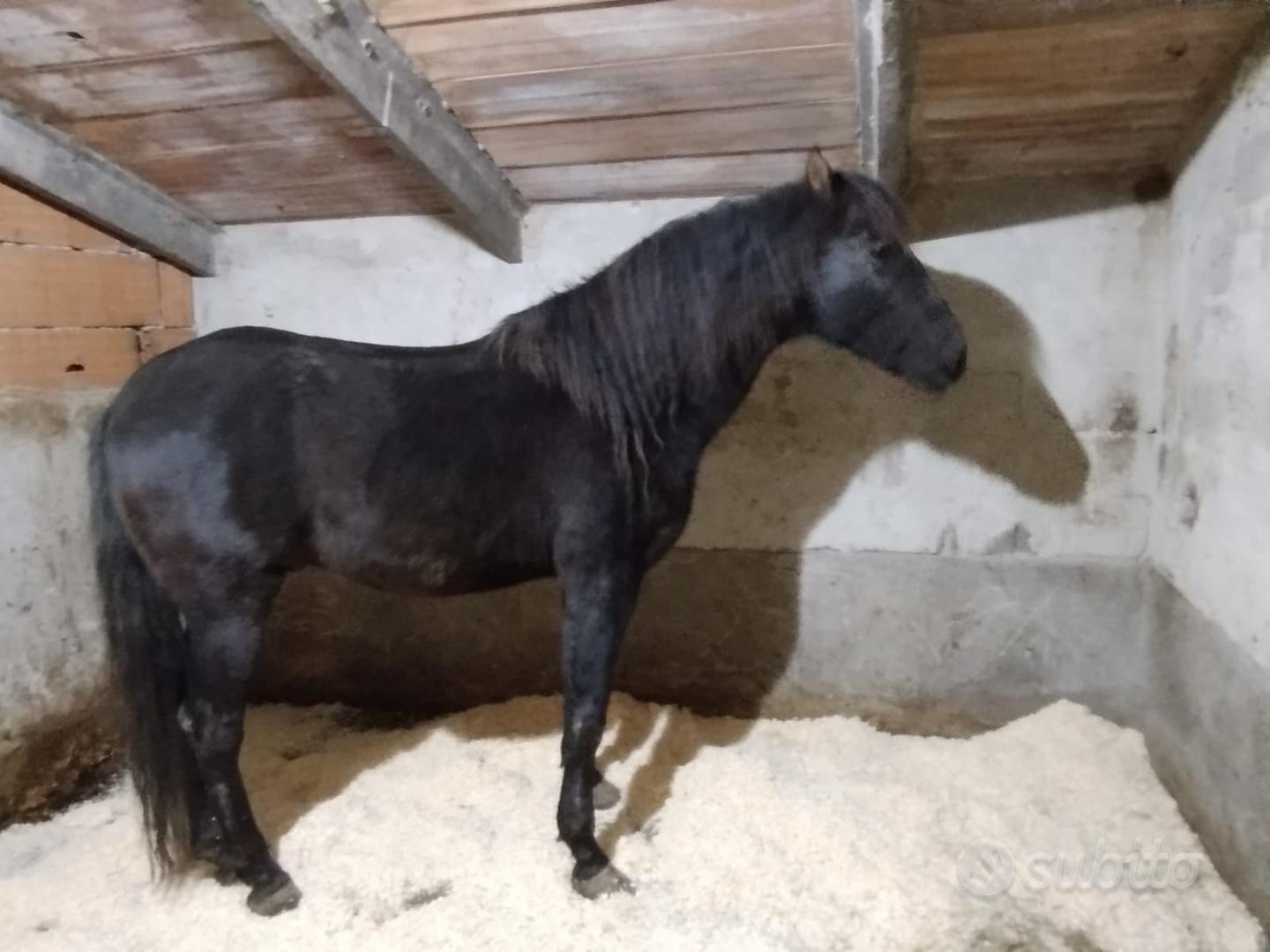 Cavallo 5 anni - Animali In vendita a Parma