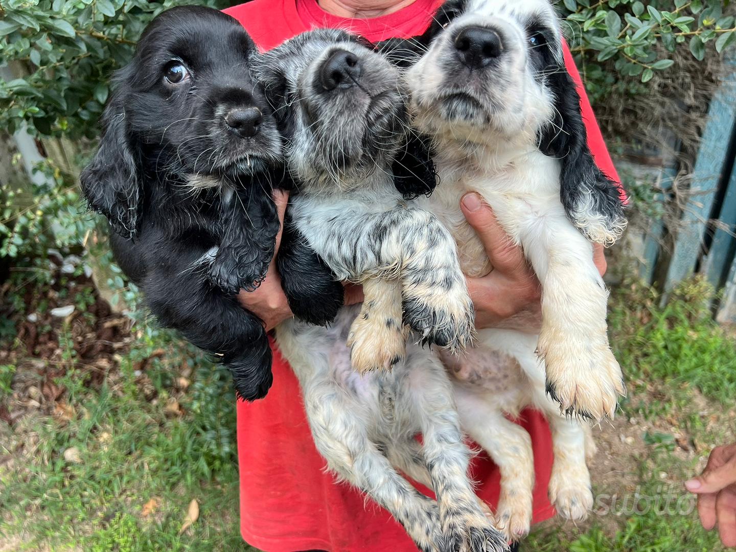 Subito - Novican® - Cuccioli di Cocker Spaniel Blù Roano - Animali In ...