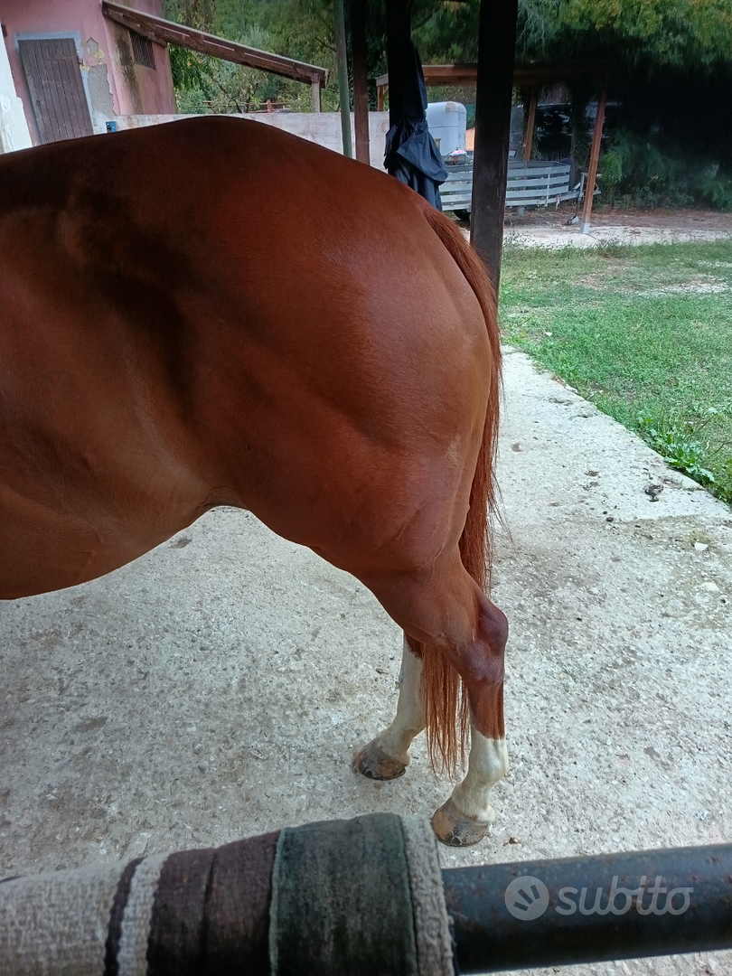 Cavalla quarter - Animali In vendita a Firenze