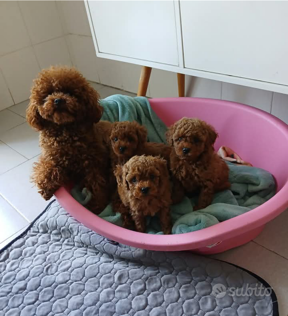 Cuccioli di barboncino Toy red - Animali In vendita a Bari