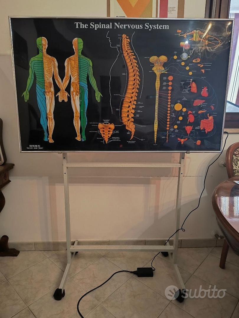 Lavagna luminosa 'The Spinal Nervous System' - Collezionismo In vendita ...