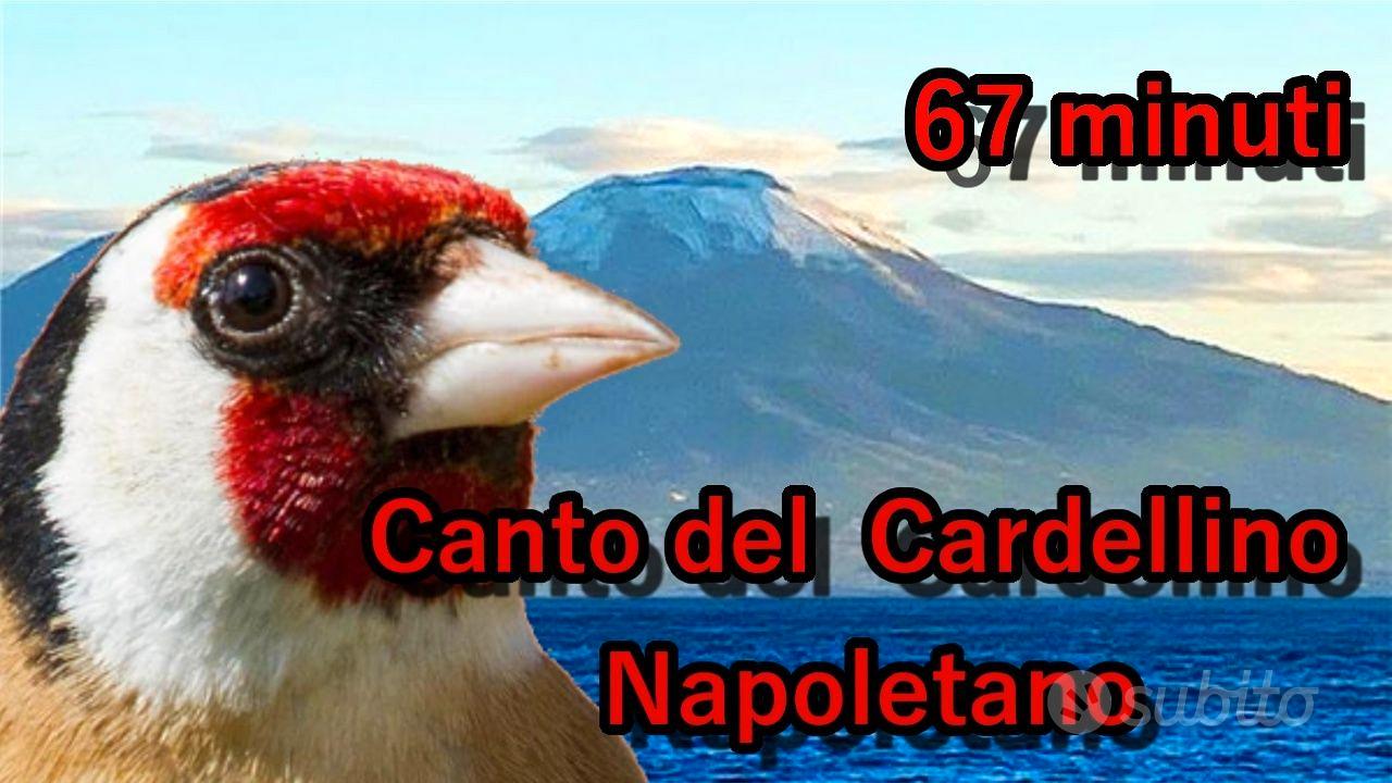 CD e USB canto cardellino napoletano - Musica e Film In vendita a Bari