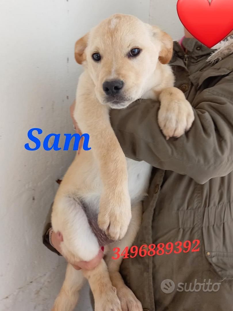 Tre cuccioli in canile - Animali In vendita a Genova