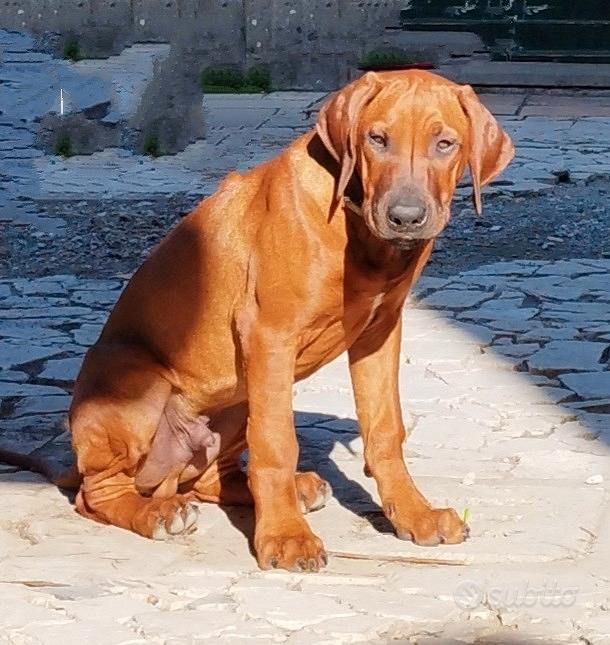 Rhodesian Ridgeback cuccioli disponibili - Animali In vendita a Roma