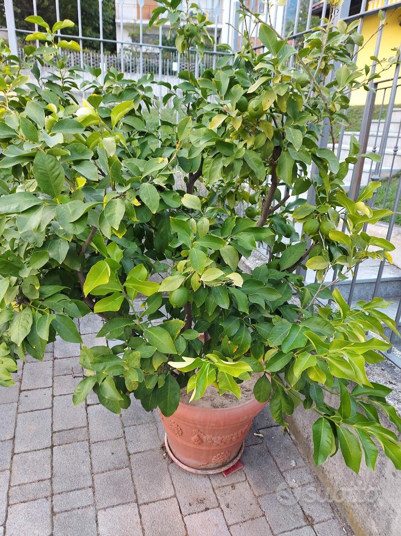 Pianta limoni 25 anni - Giardino e Fai da te In vendita a Torino