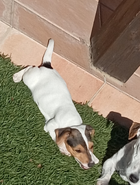 Jack Russell - Animali In vendita a Salerno