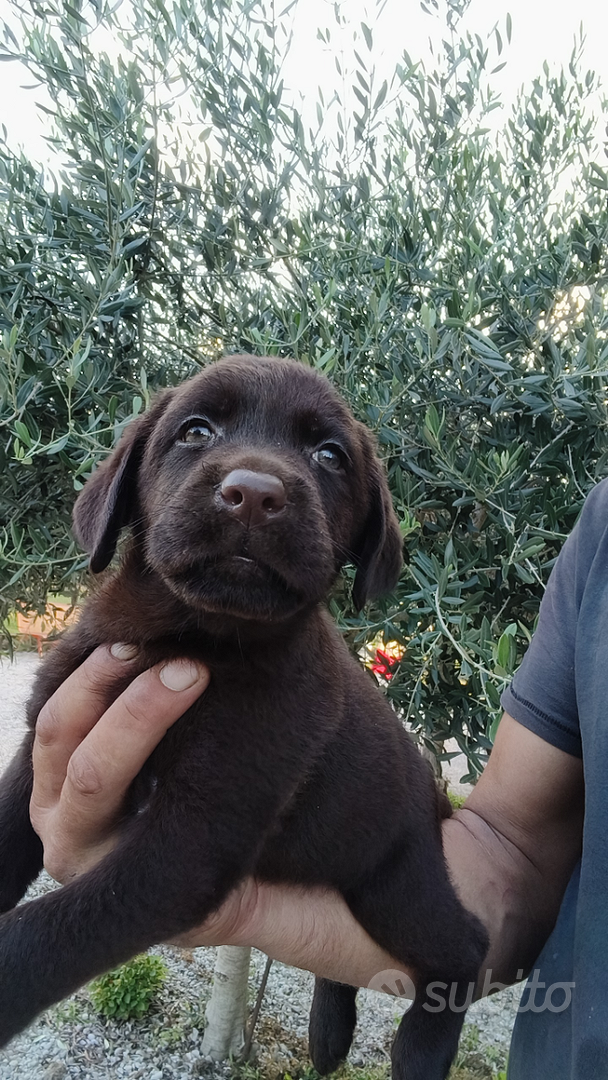 Cuccioli di labrador retriever puro chocolate - Animali In vendita a ...