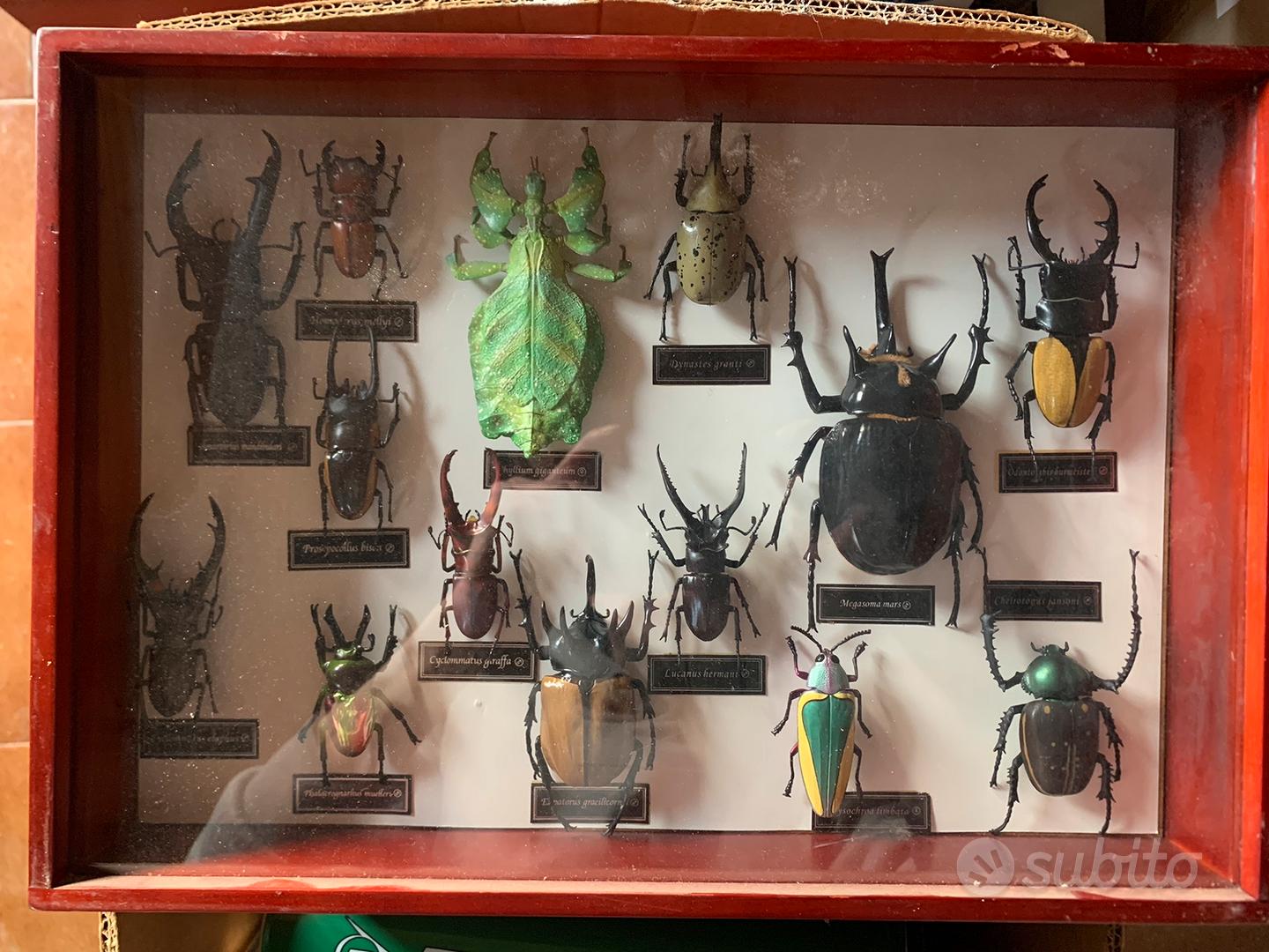 Insetti da collezione - Collezionismo In vendita a Vicenza