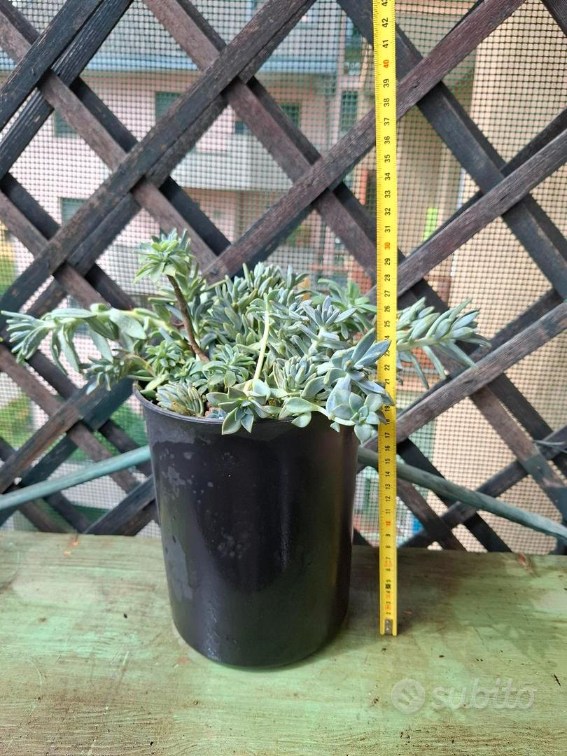 Vari Cactus e piante grasse - Giardino e Fai da te In vendita a Monza e ...