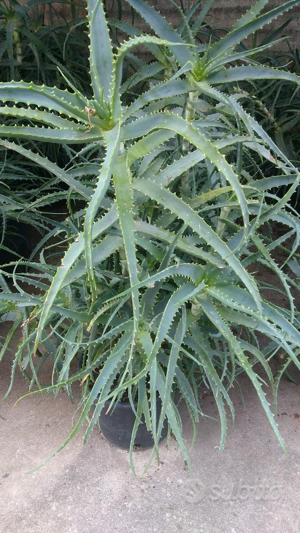 Aloe bio x ricetta padre zago - Giardino e Fai da te In vendita a Bergamo