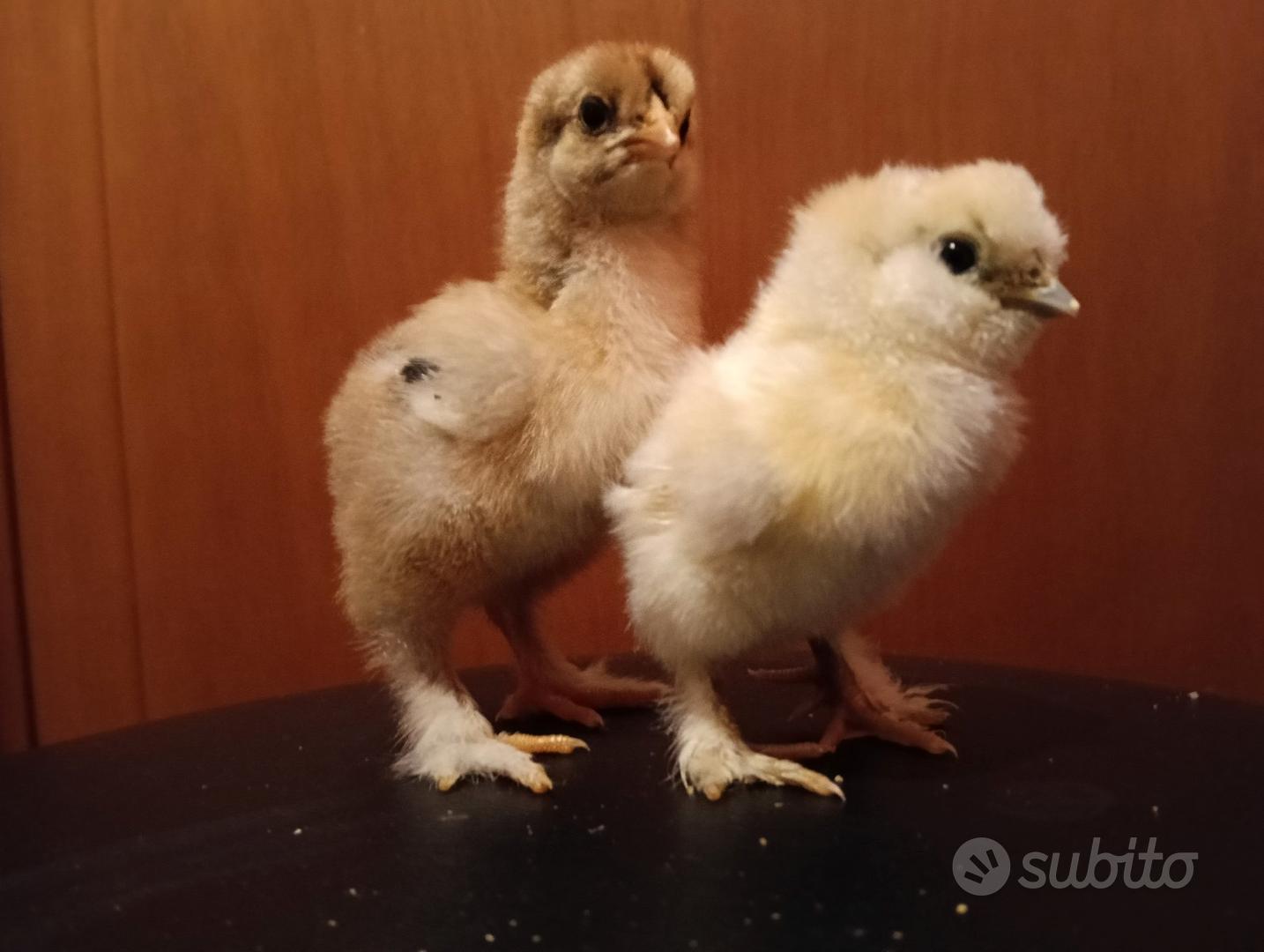 Pulcini galline ornamentali - Animali In vendita a Grosseto