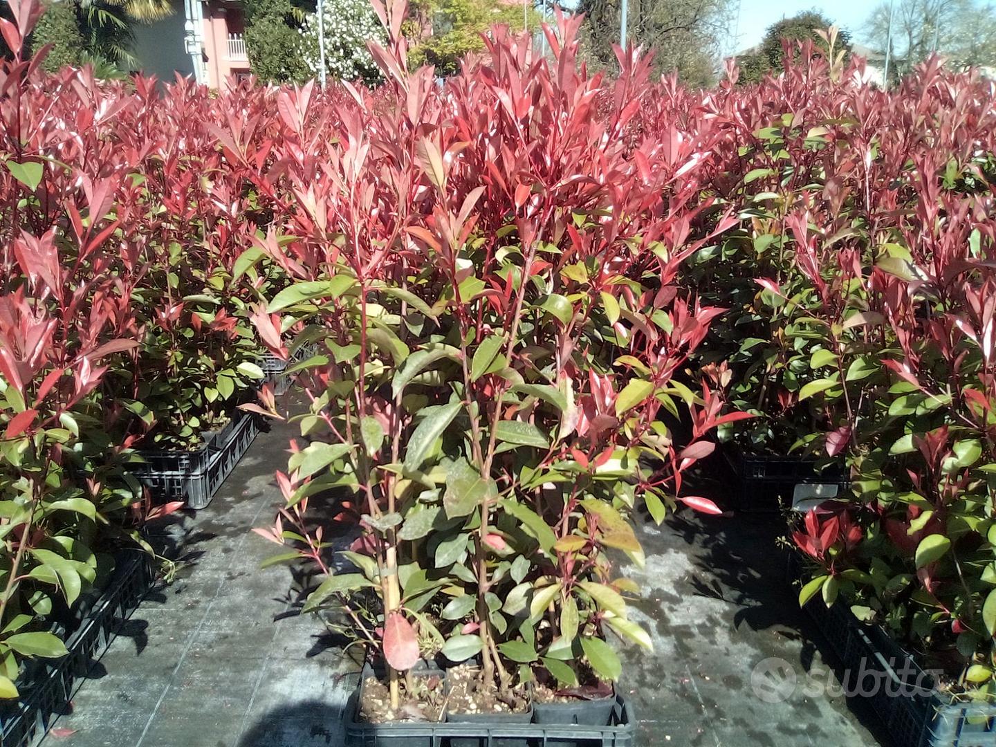 Piante da siepe photinia red robin 110 cm - Giardino e Fai da te In ...