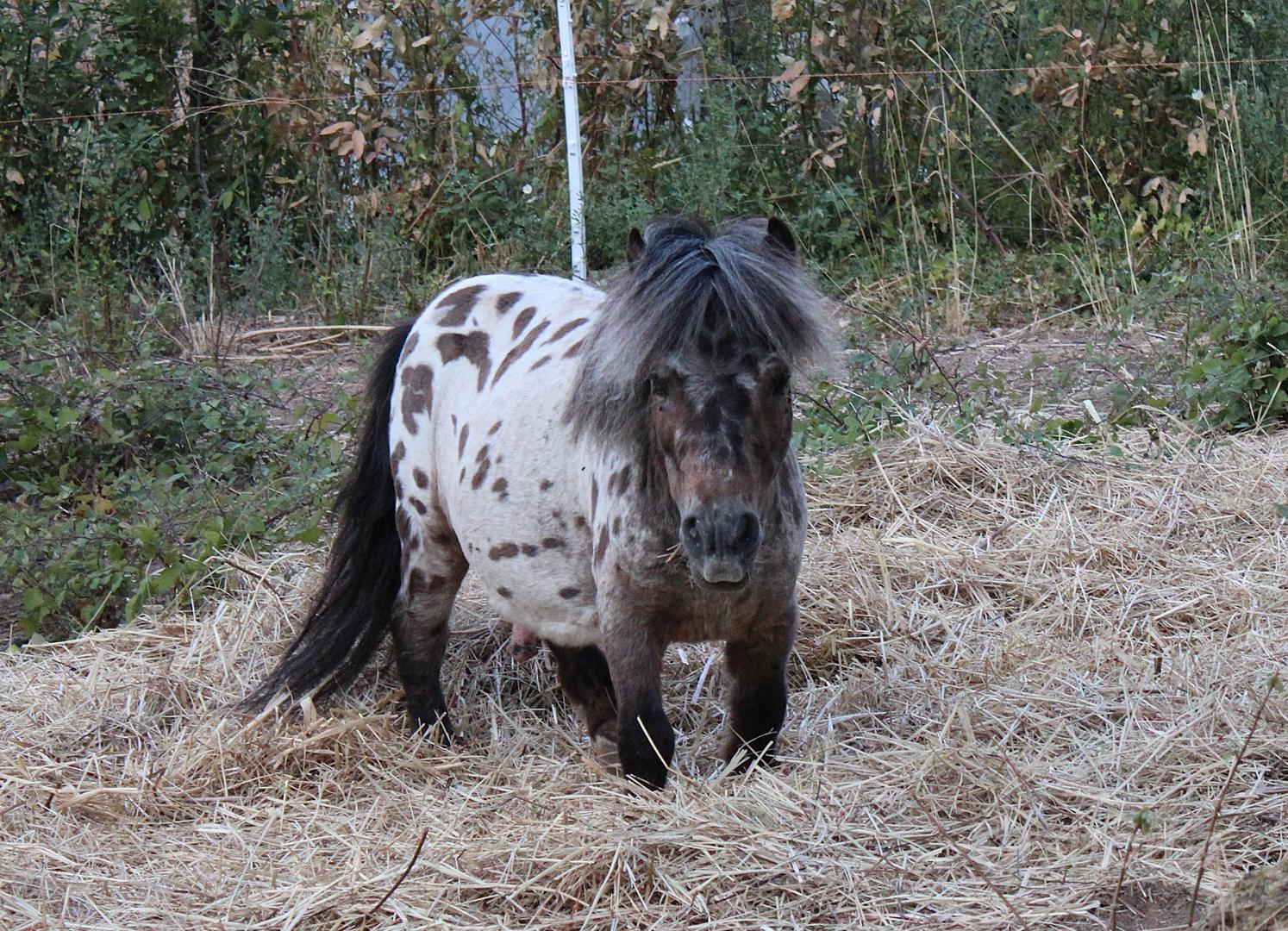 Pony Appaloosa Leopard maschio intero - Animali In vendita a Cosenza