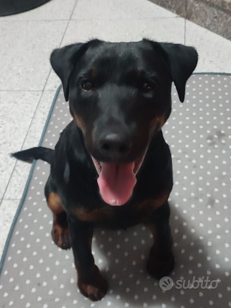 JAGD TERRIER maschio - Animali In vendita a Oristano