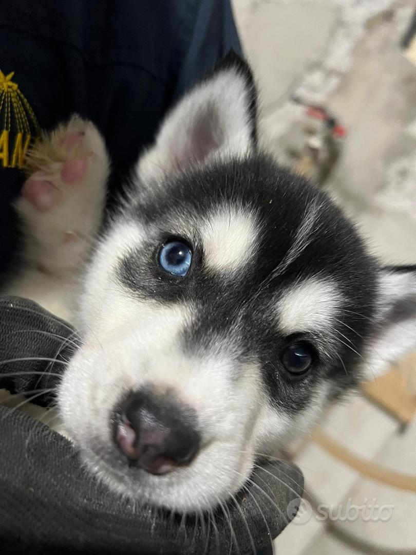 Cuccioli di Husky - Animali In vendita a Palermo