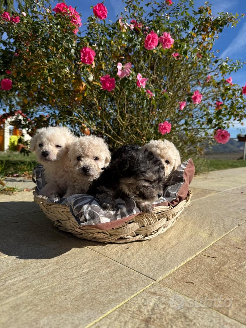 Cuccioli di barboncino nano - Animali In vendita a Potenza