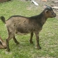 Caprette - Regalo e vendita animali in Friuli-Venezia Giulia - Subito.it