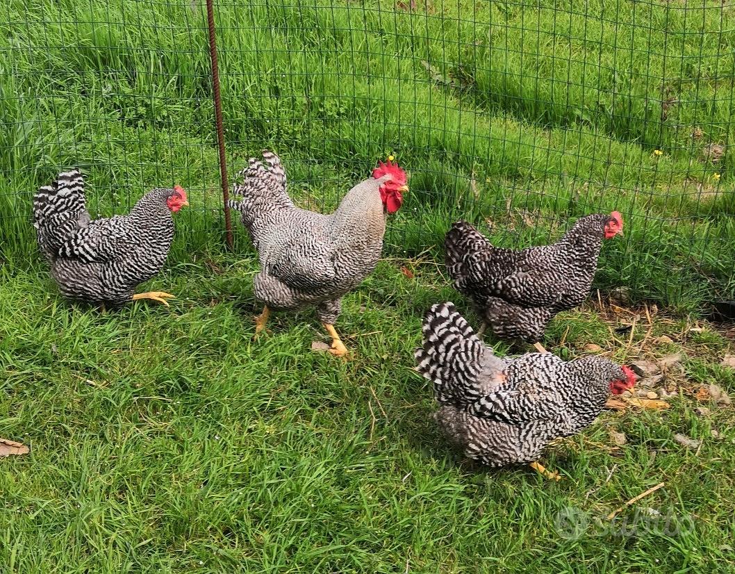 Pulcini di australorp amrock - Animali In vendita a Frosinone