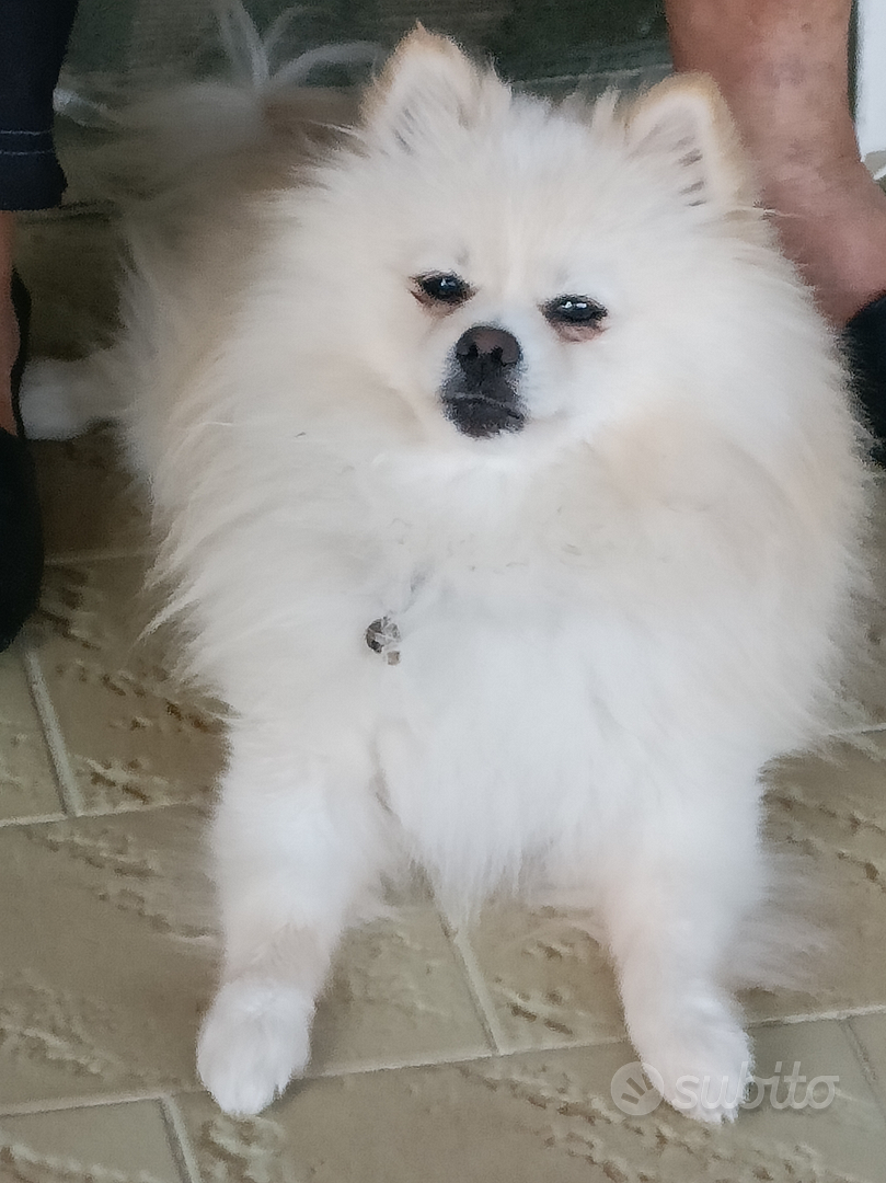 Spitz di Pomerania bianchi a pelo lungo 3920741777 - Animali In vendita ...