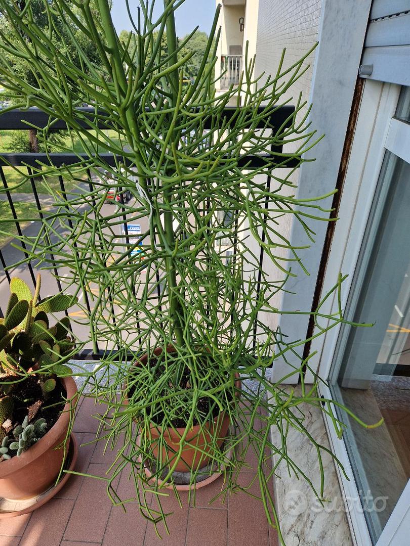 Euphorbia Tirucalli di grandi dimensioni - Giardino e Fai da te In ...