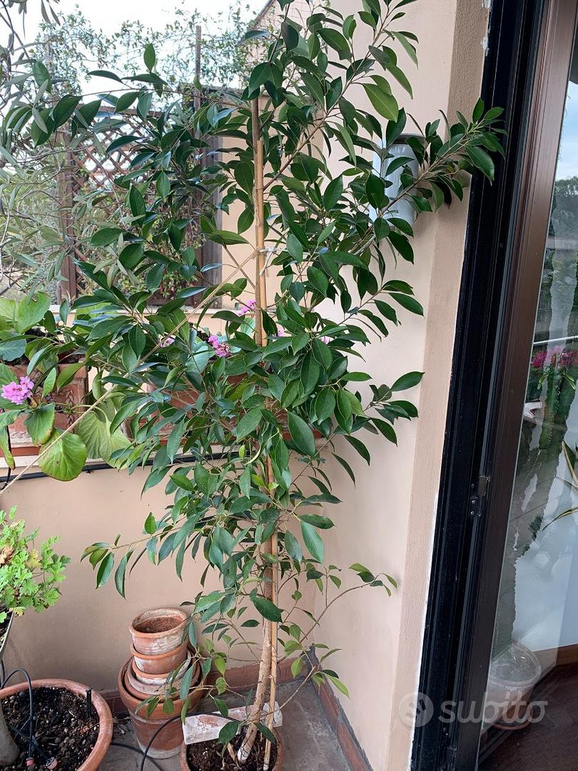 Ficus benjamin - Giardino e Fai da te In vendita a Roma