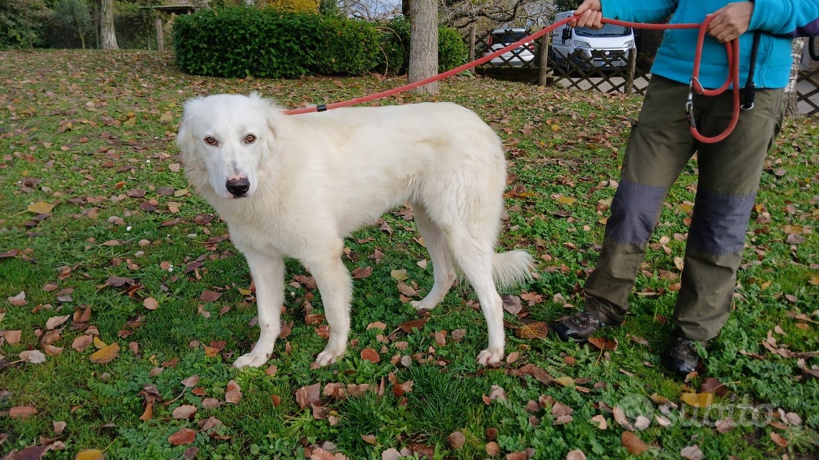 Mario uno di 9. ASPETTA LA SUA MAMMA leggete - Animali In regalo a Bologna