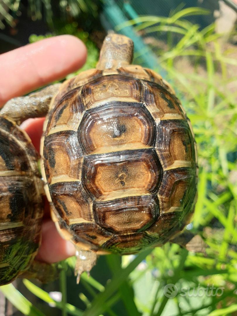 Tartaruga greca testudo graeca terrestris - Animali In vendita a Bergamo
