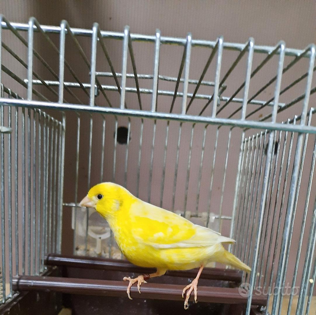 Canarini da canto malinois - Animali In vendita a Roma