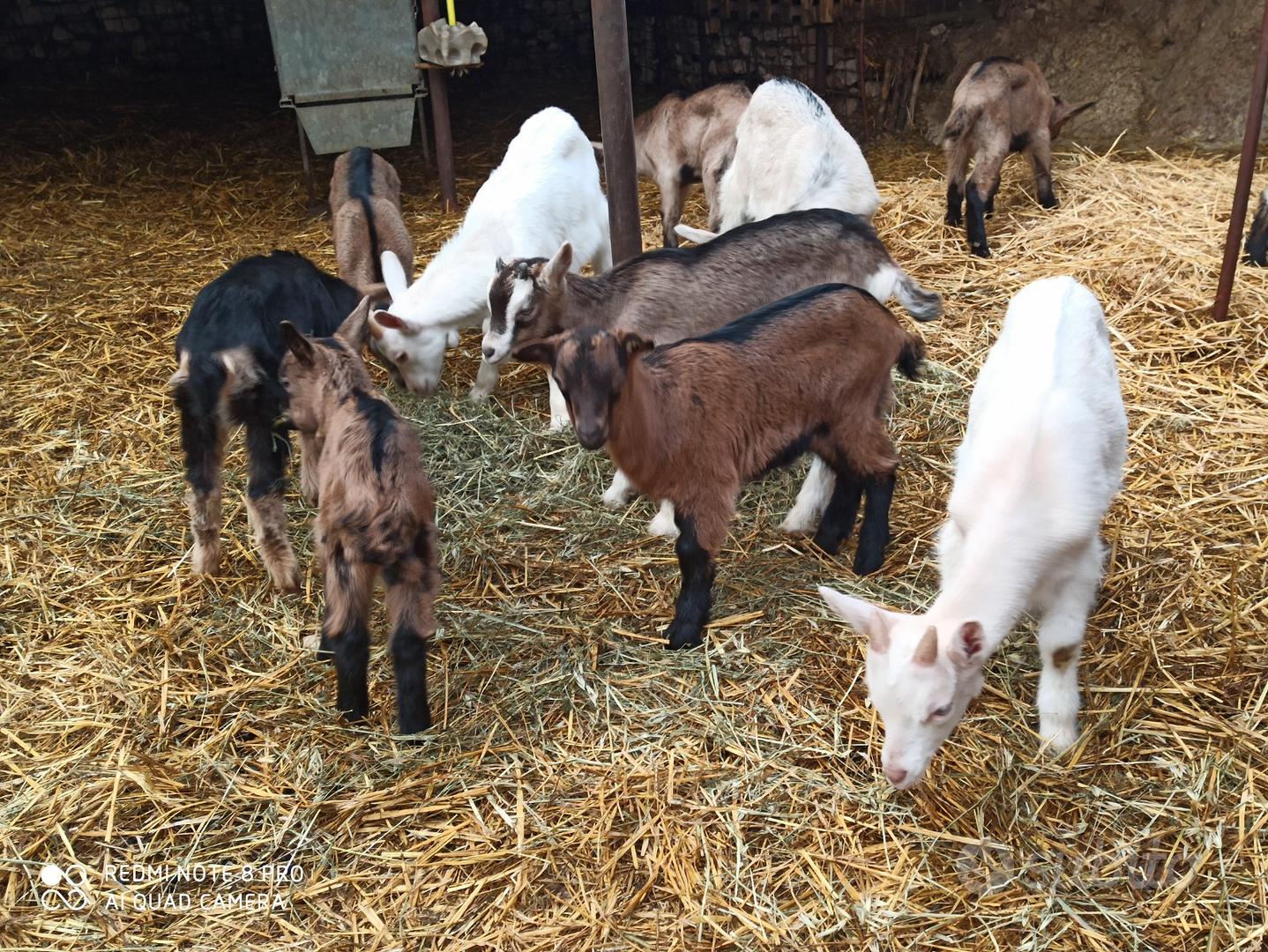 Capre, capretti - Animali In vendita a Perugia