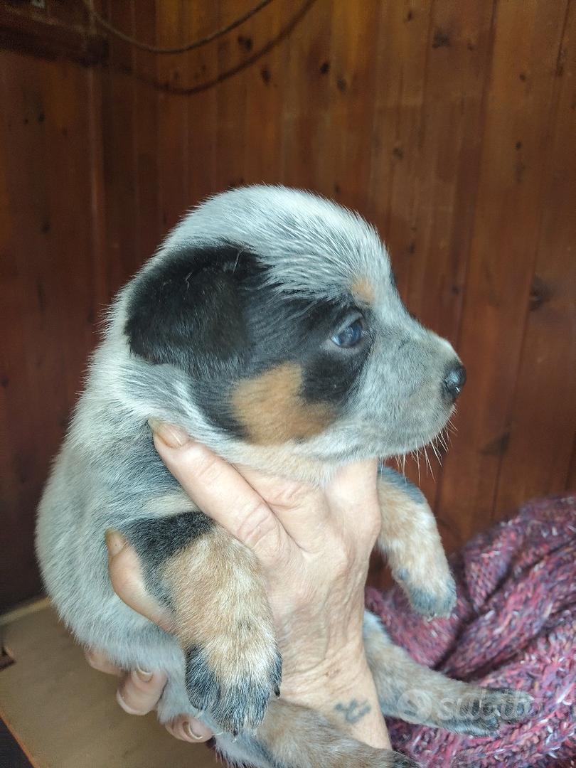 Australian cattle dog - Animali In vendita a Viterbo