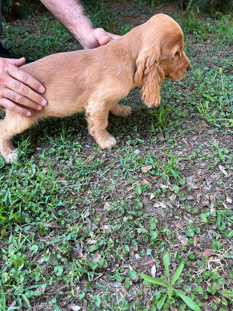 Subito - Novican® - Cuccioli di Cocker Spaniel - Animali In vendita a Treviso