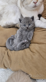 Scottich Straight e Scottich Fold - Animali In vendita a Caserta