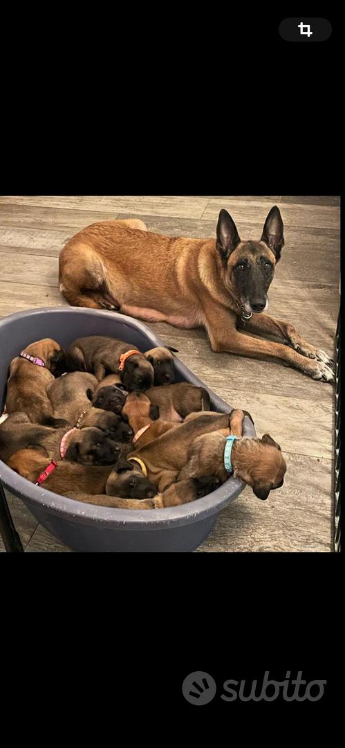 Cuccioli pastore belga Malinois - Animali In vendita a Venezia