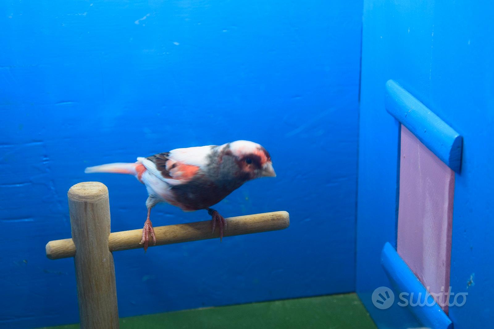 Canarini arlecchini e irih - Animali In vendita a Cagliari