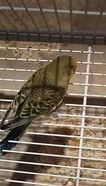 Cocoriti - Animali In vendita a Ragusa