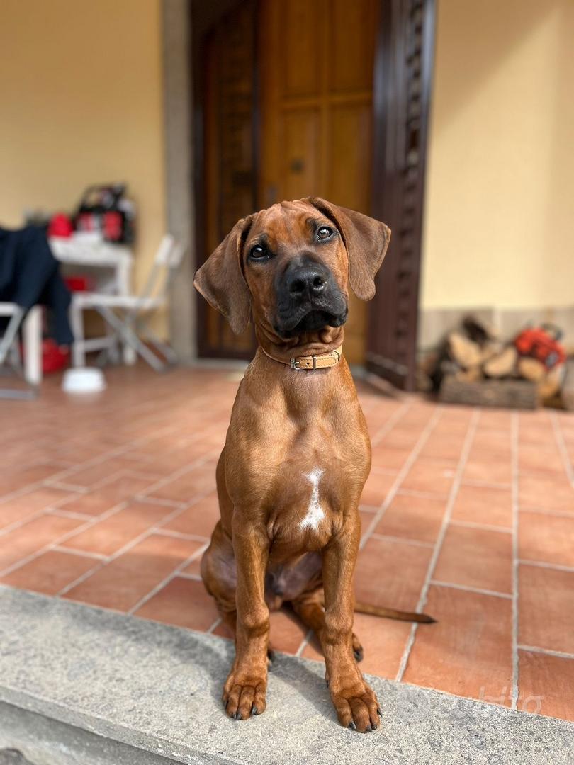 Rhodesian Ridgeback cuccioli disponibili - Animali In vendita a Roma