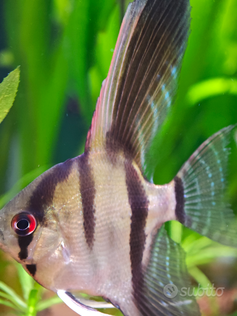 Pesci scalari - Animali In vendita a Milano