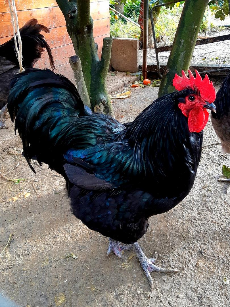 Gallina australorp-uova da cova - Animali In vendita a Messina